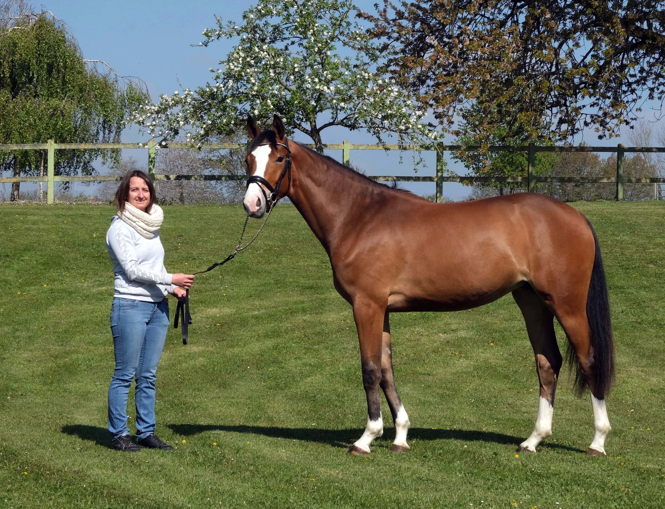 Conseil des Chevaux de Normandie - Résultats du Critérium de Printemps ...