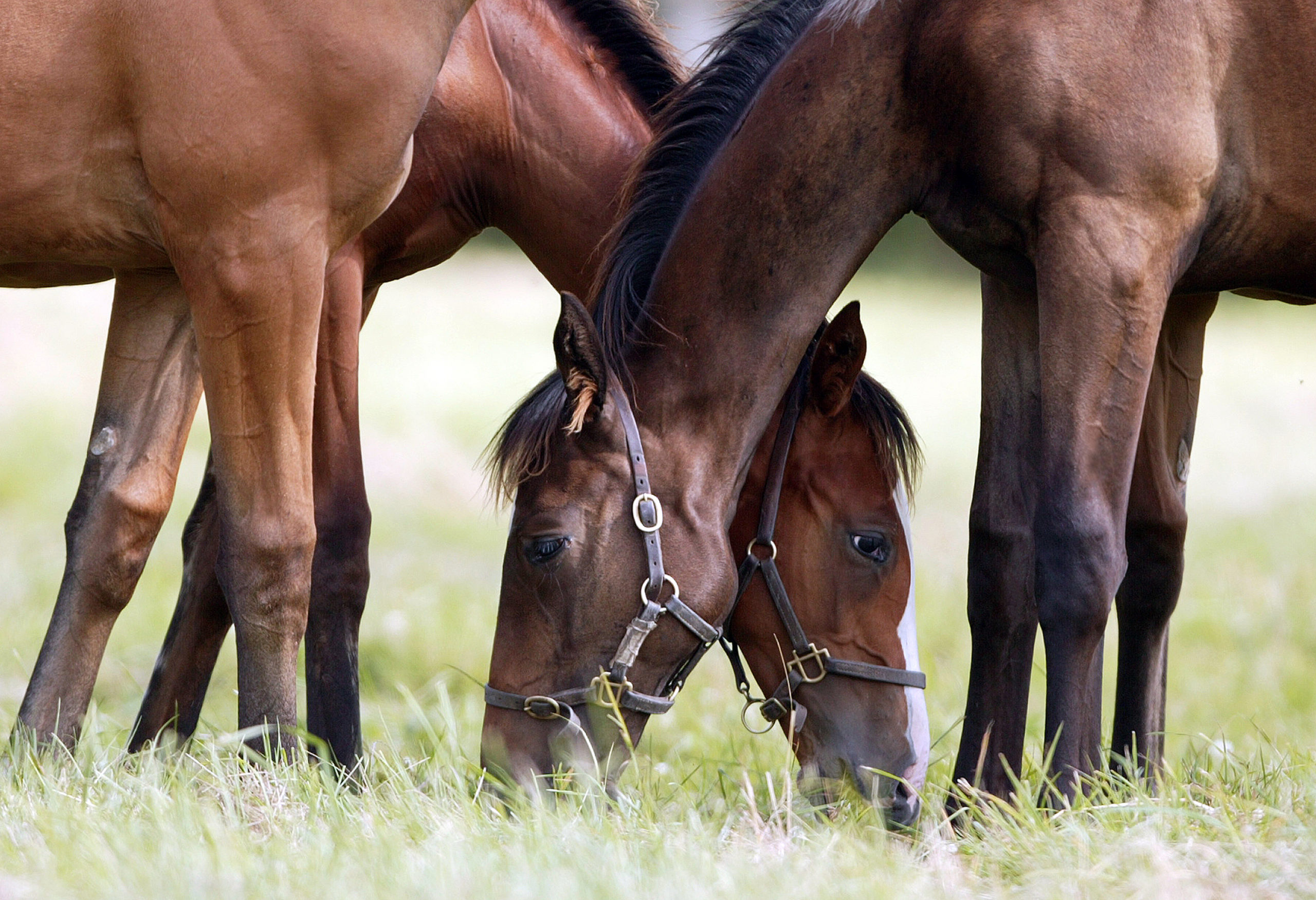 Conseil des Chevaux de Normandie - Normandy Horse Meet'Up 2022 ...