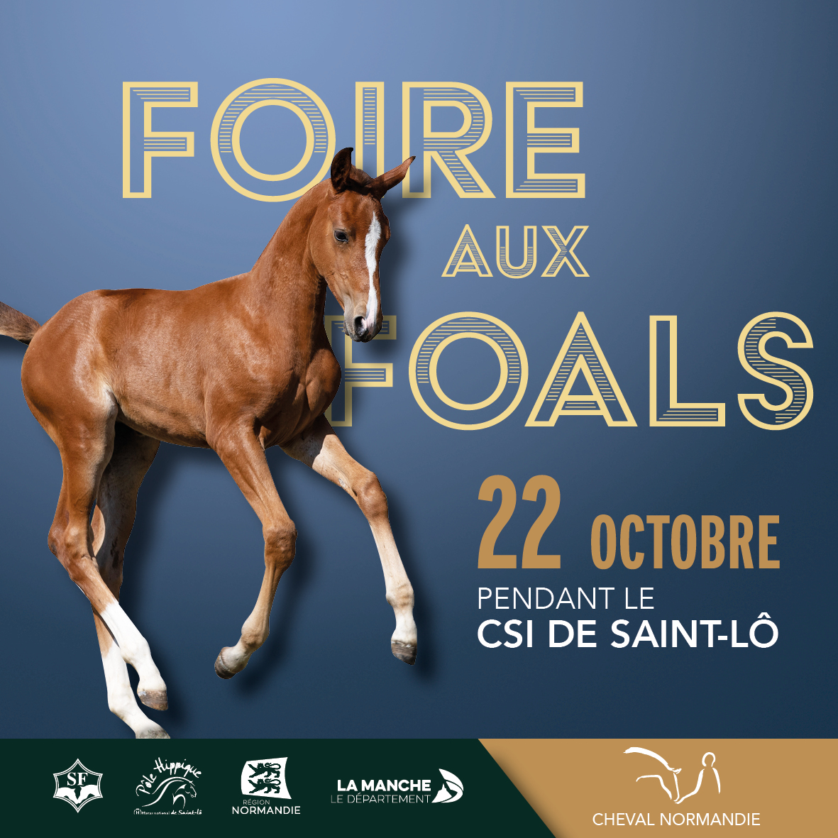 Conseil des Chevaux de Normandie - Foire aux Foals Cheval Normandie ...